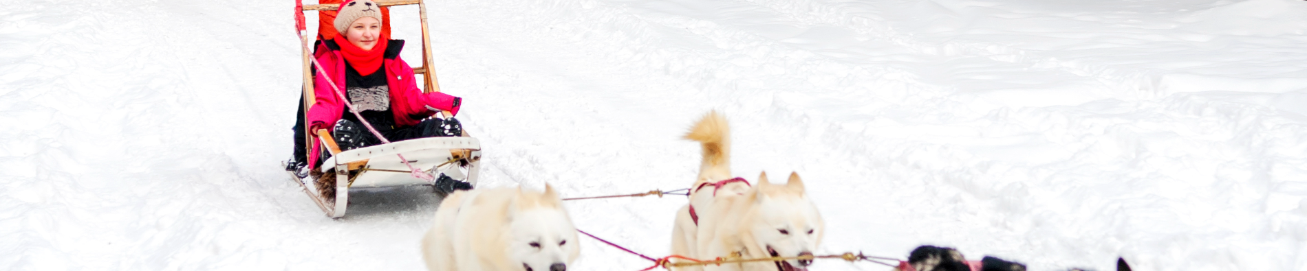 Dog Sledding Day Tour Ottawa | ToNiagara