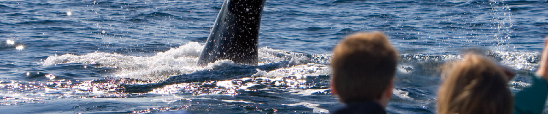 Amazing Whale Watching Tour in Victoria | ToNiagara